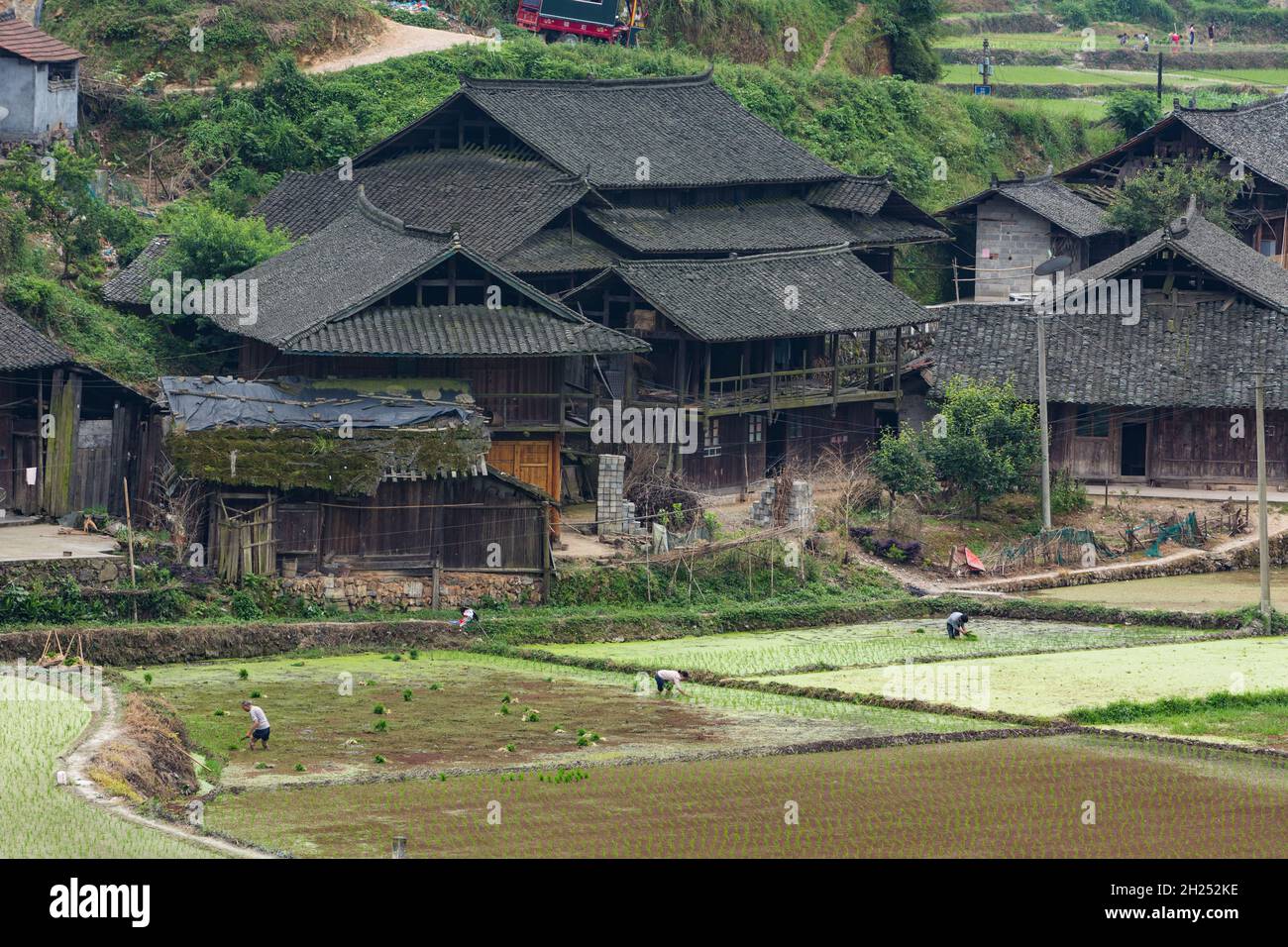 Farmers plant rice in a flooded rice paddy in China. Behind is a ...