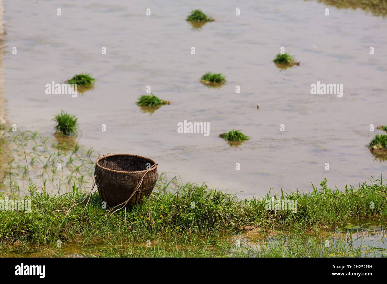 A wicker basket by a flooded rice paddy with bundles of new rice plants ...
