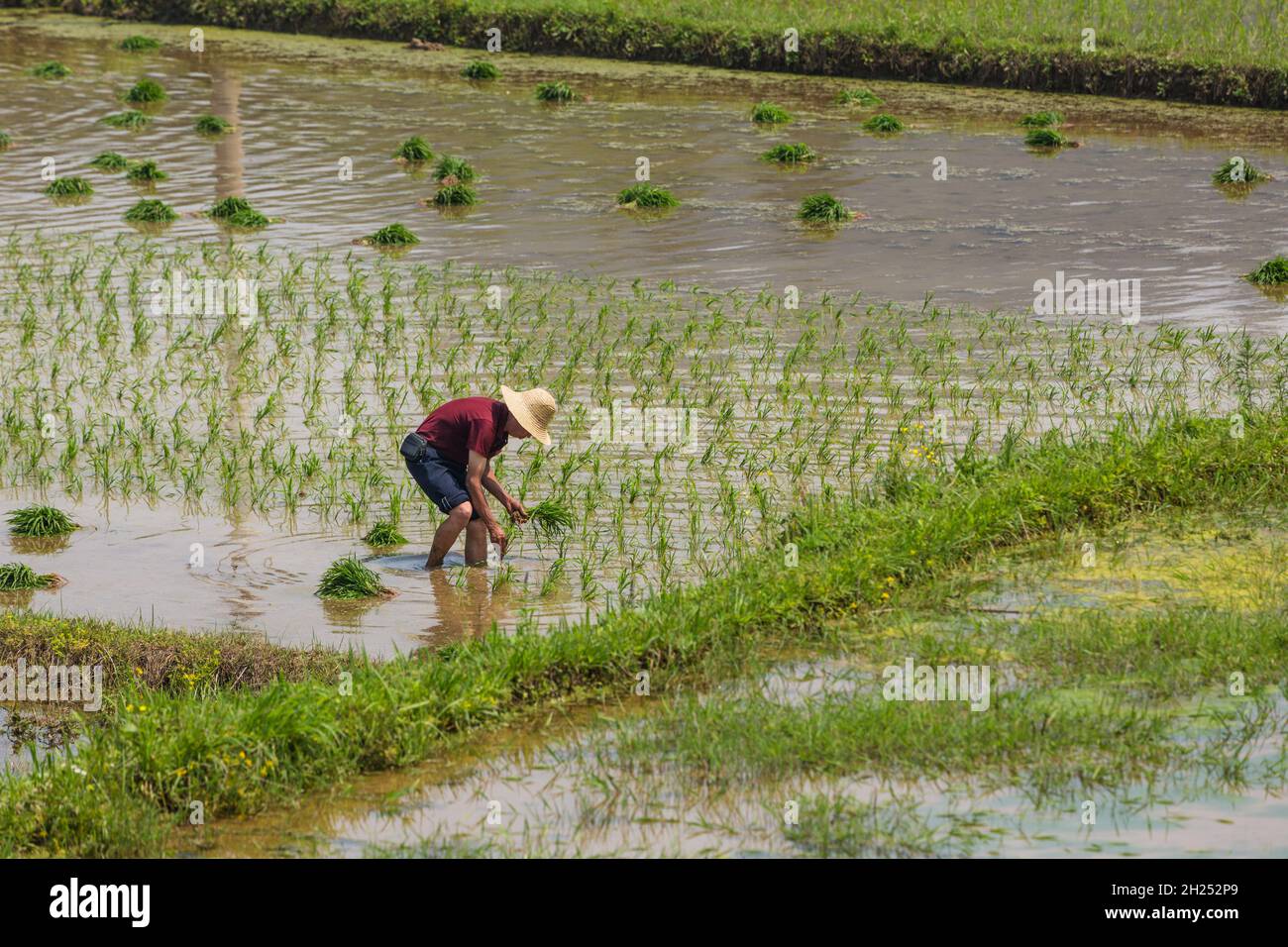 Chinese farmer plants hi-res stock photography and images - Alamy