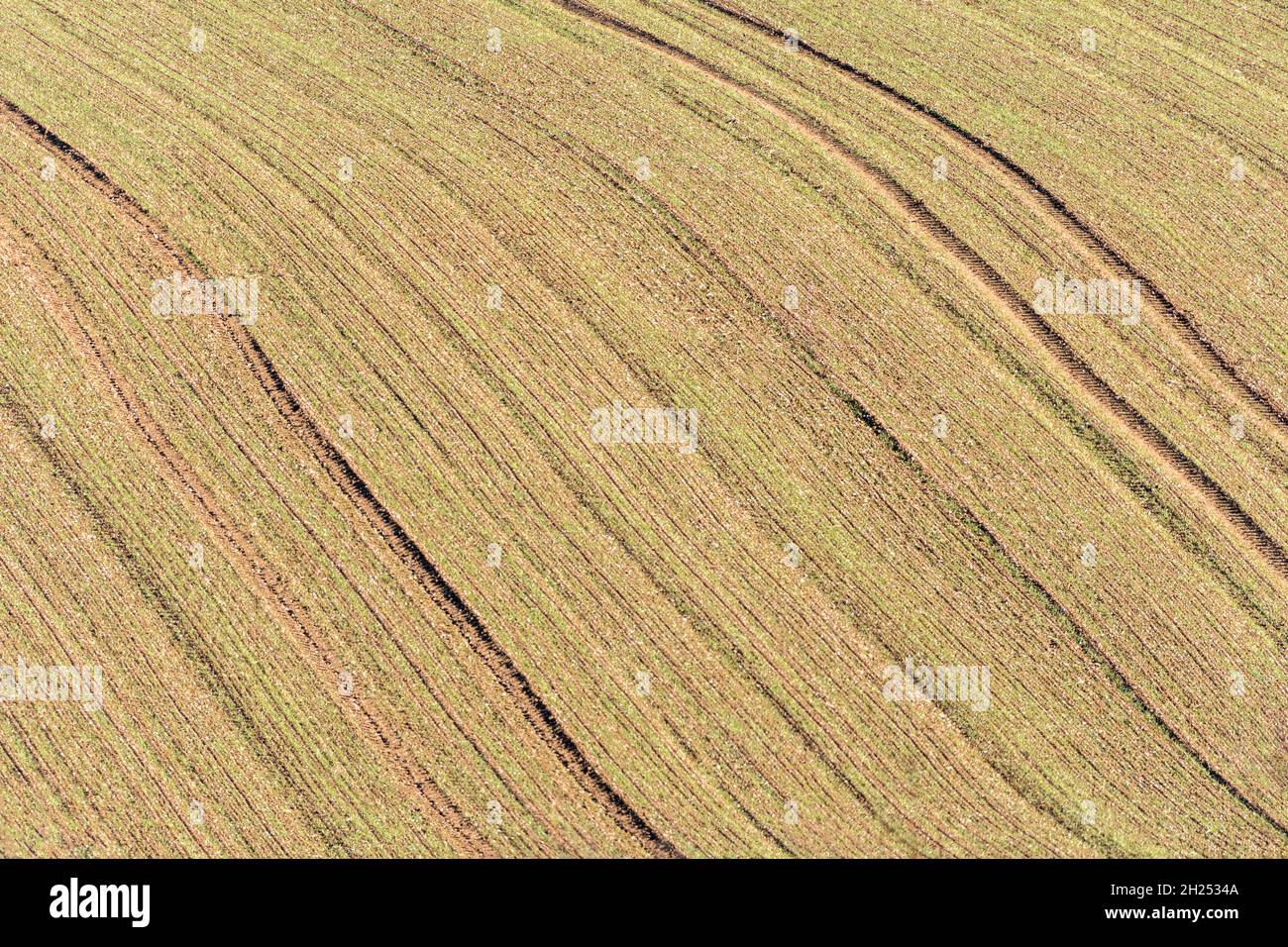 Tractor tracks in a field of a recently sown cereal crop. Metaphor for ...
