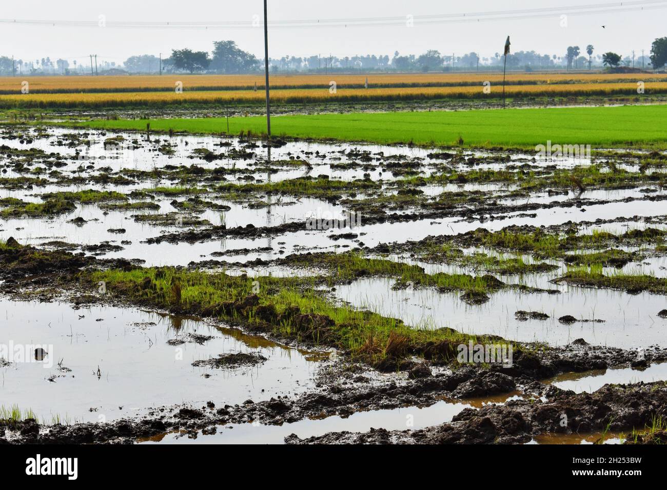 Agricultural field full of water Stock Photo - Alamy
