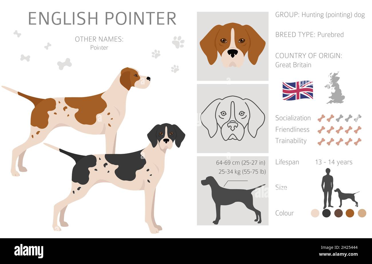 English pointer clipart. Different poses, coat colors set. Vector ...