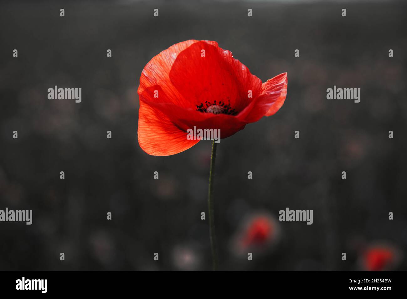 Remembrance day poppy. Red poppies in a poppies field with desaturated ...