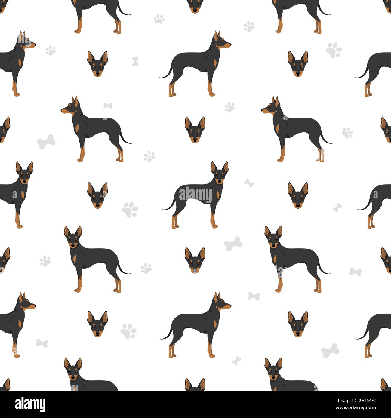 English toy terrier seamless pattern. Different poses, coat colors set ...