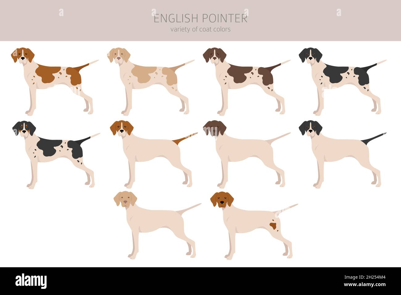 English pointer clipart. Different poses, coat colors set. Vector ...