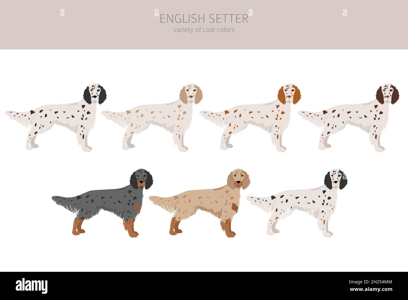 English setter clipart. Different poses, coat colors set. Vector ...