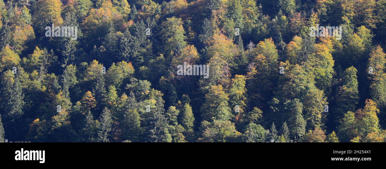 Golden tree tops hi-res stock photography and images - Alamy