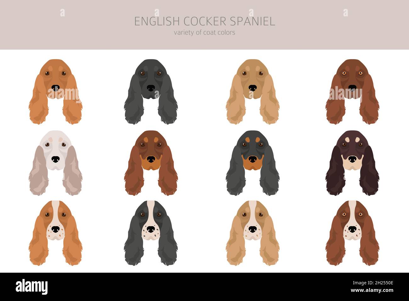 English cocker spaniel clipart. Different poses, coat colors set ...