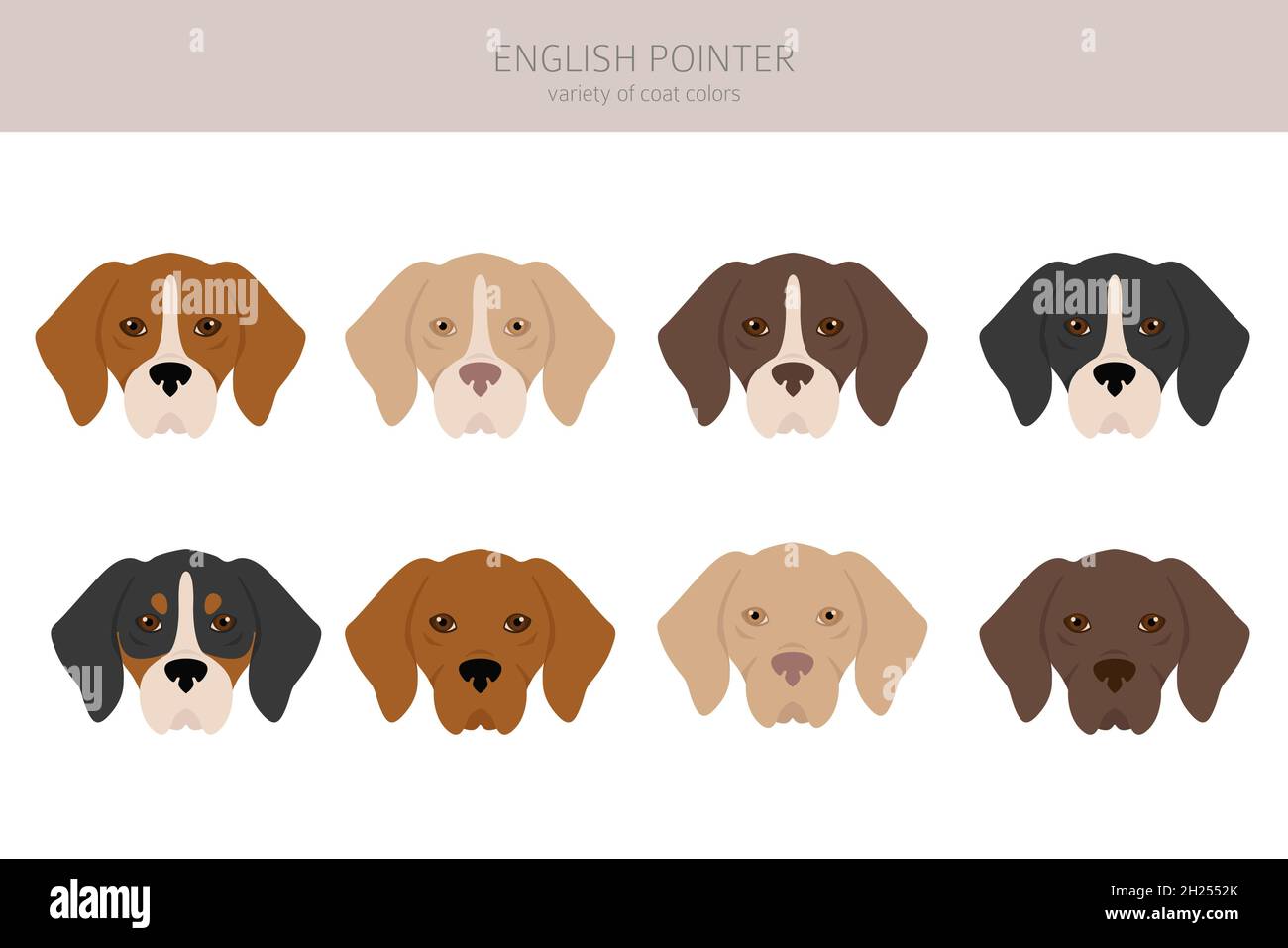 English pointer clipart. Different poses, coat colors set. Vector ...