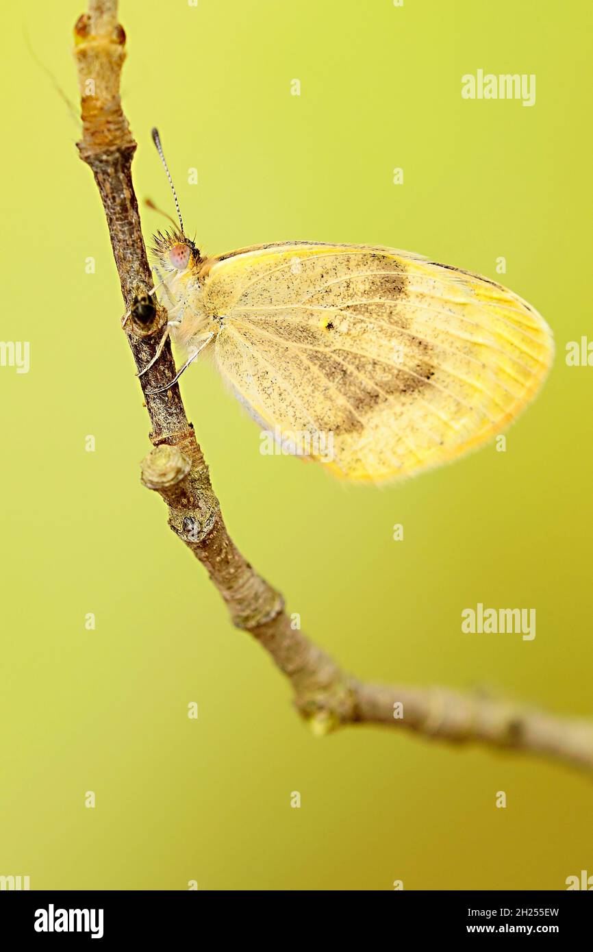 Colotis hi-res stock photography and images - Alamy