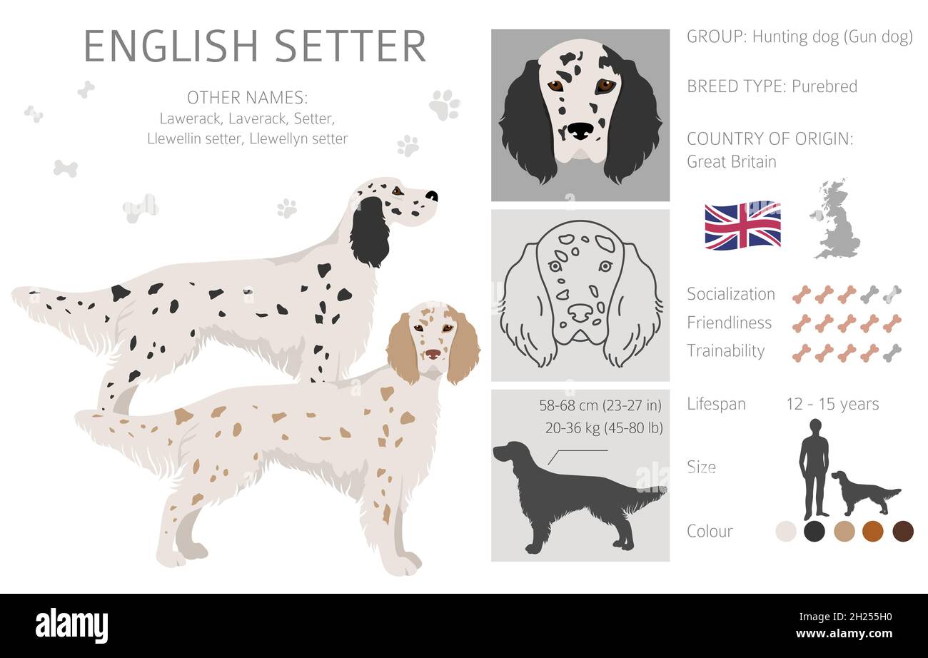 Setters Stock Vector Images - Alamy