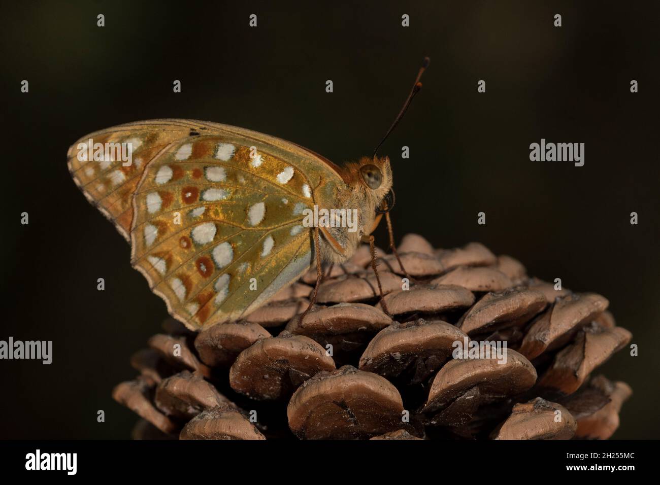 Day butterfly perched on flower, Fabriciana adippe Stock Photo - Alamy