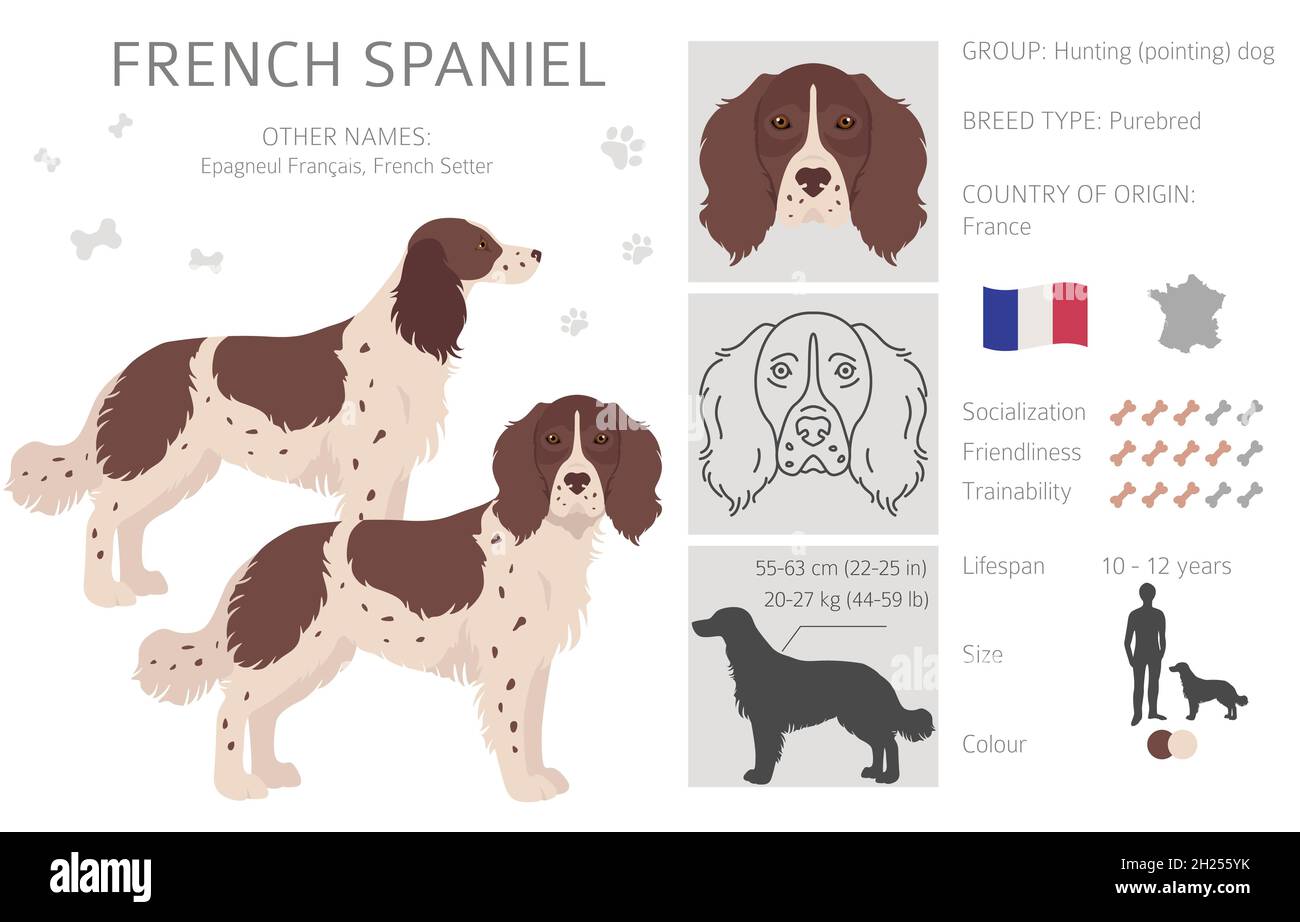 French spaniel clipart. Different poses, coat colors set. Vector ...