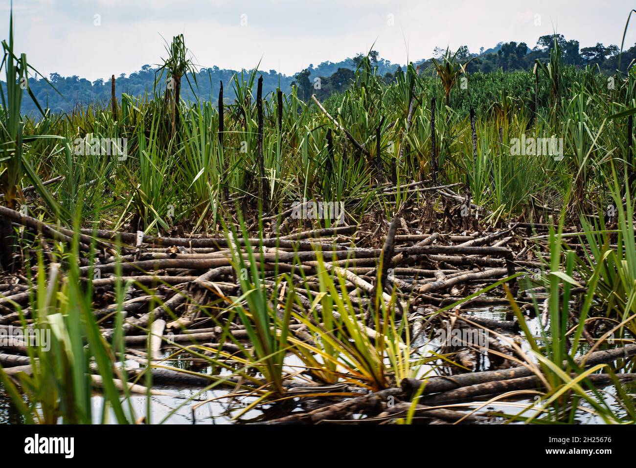 Pile of Pandanus or locally known as Rasau tree trunks floating ...