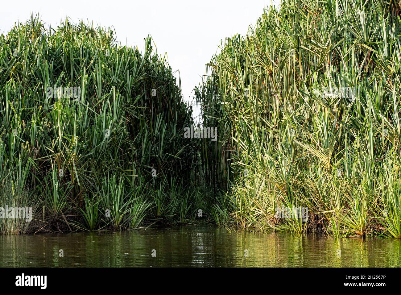 Growth of the small island of bur rush plant closing the passage way on ...