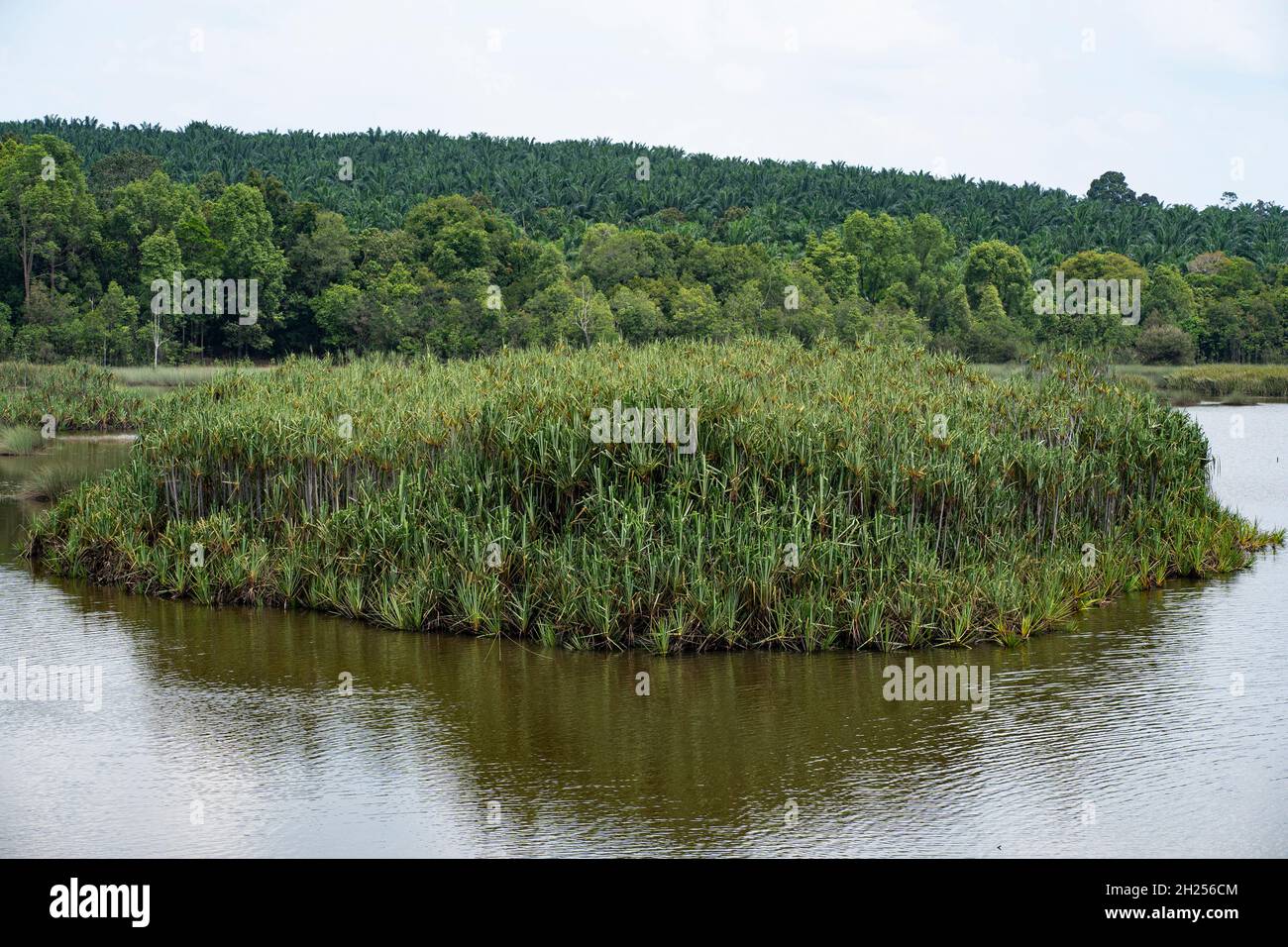 An island of Pandanus helicopus or locally known as rasau in Lake Chini ...
