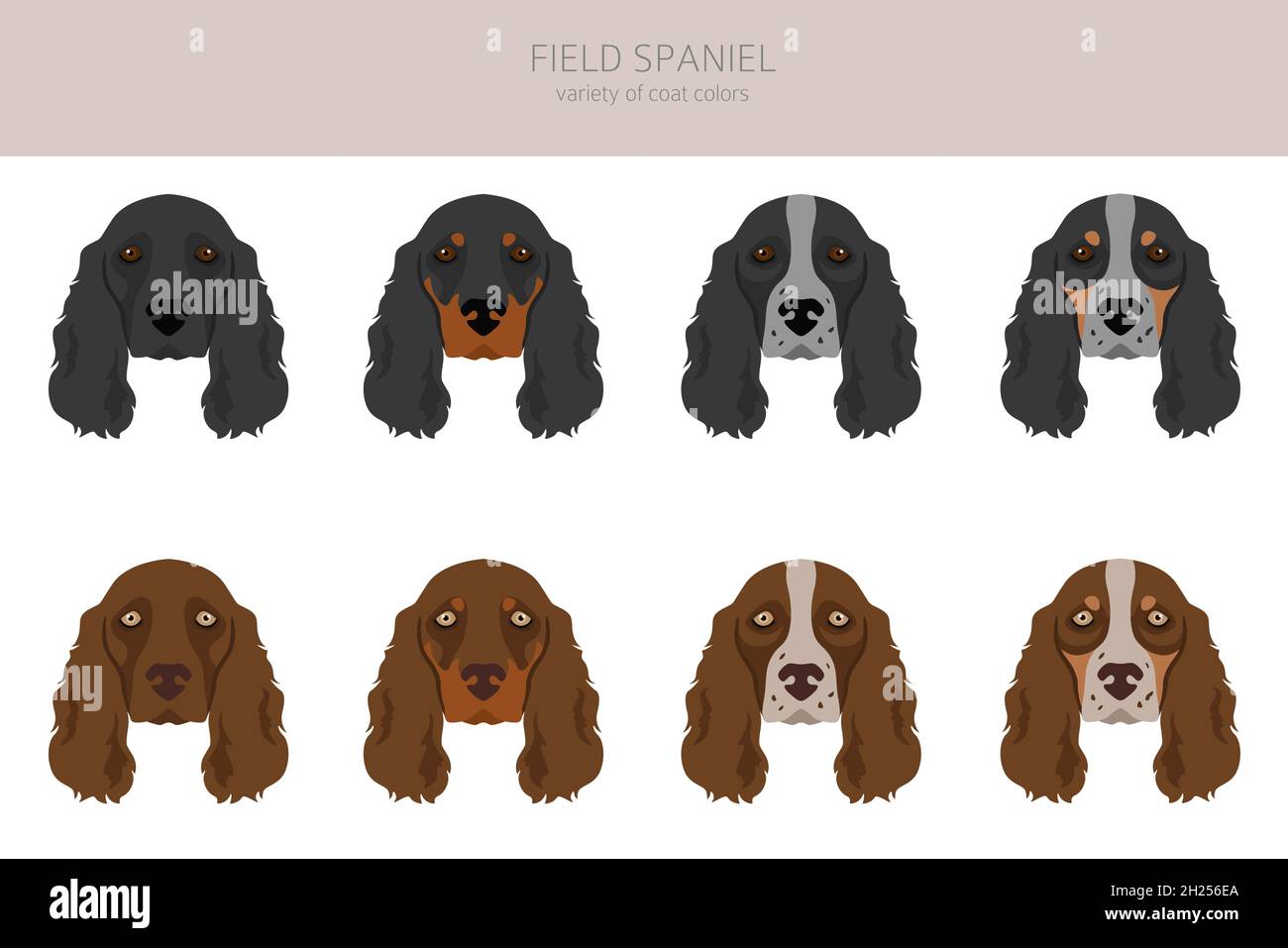 Field spaniel clipart. Different poses, coat colors set. Vector ...