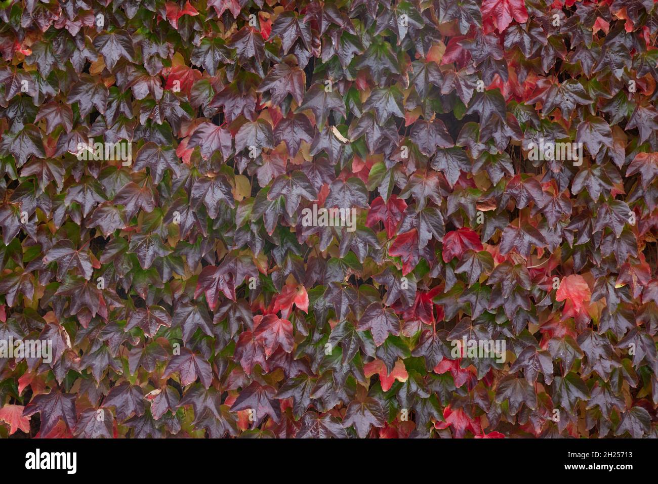 Ivy plant turning red hi-res stock photography and images - Alamy