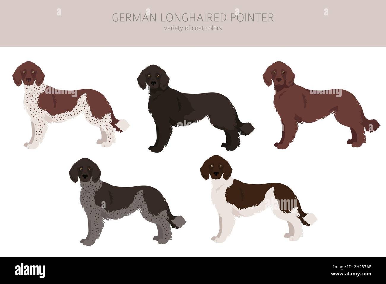 German longhaired pointer clipart. Different poses, coat colors set ...