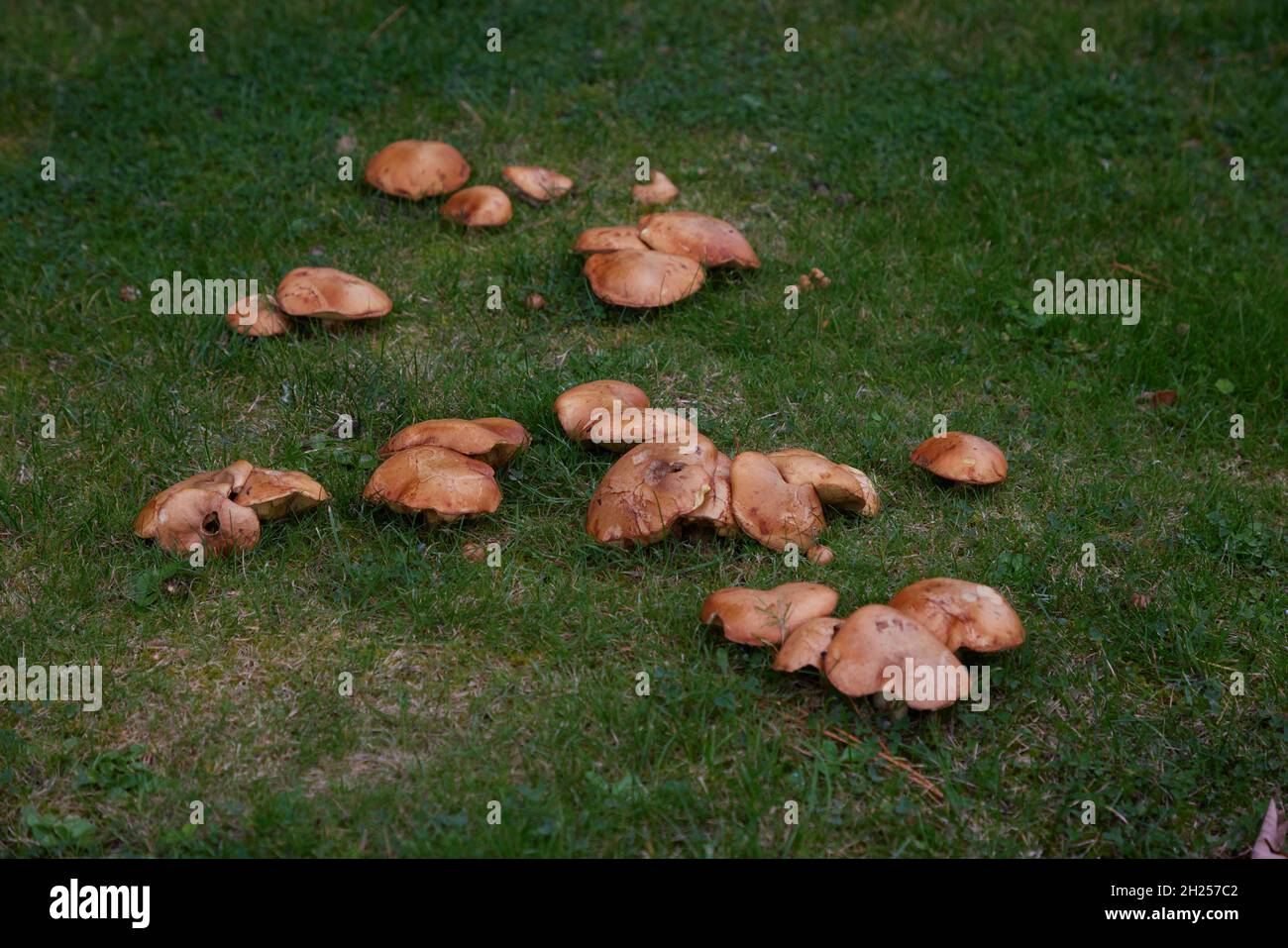 Native toadstools hi-res stock photography and images - Alamy