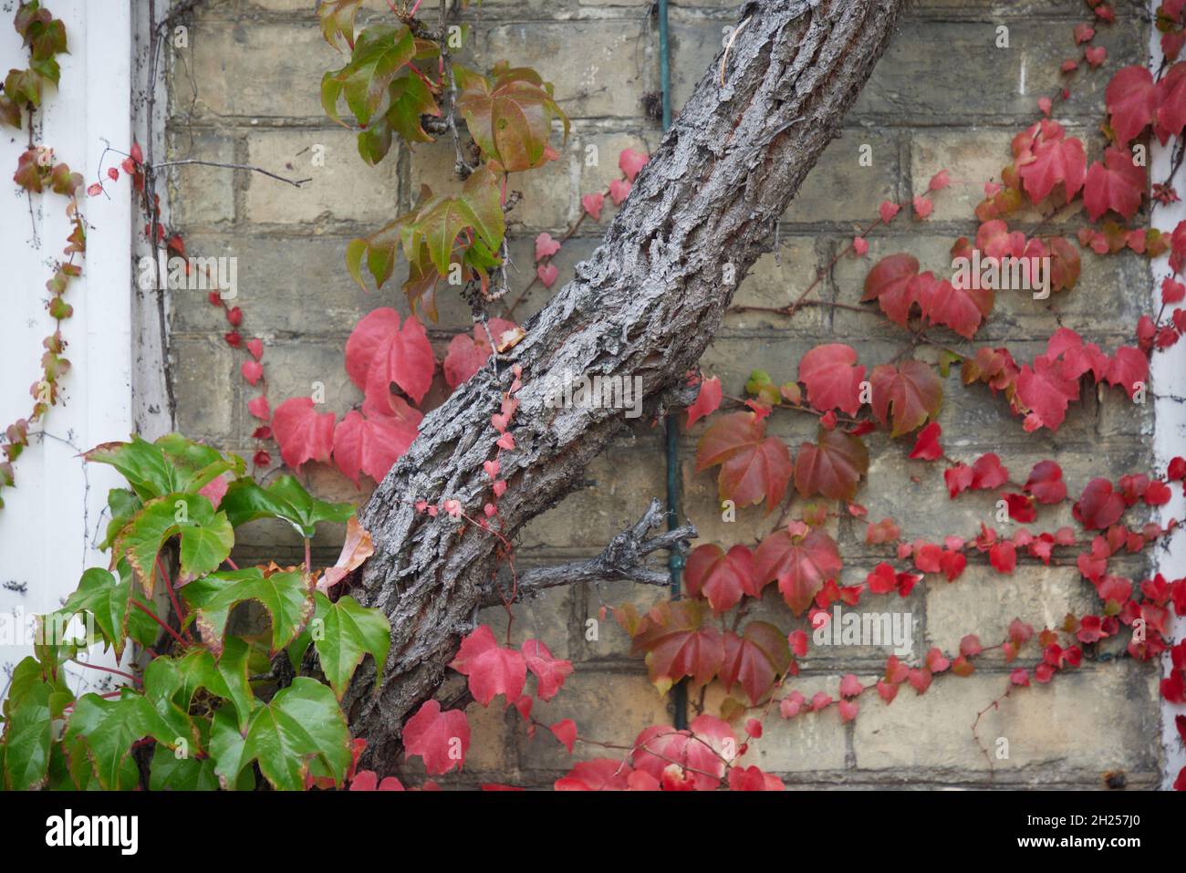 Autumn coloured leaves of Boston Ivy in October 2021 Stock Photo - Alamy