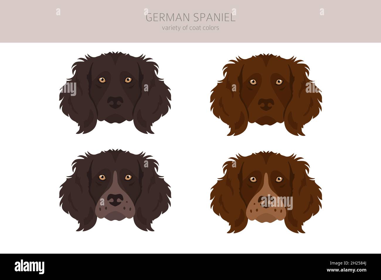 German spaniel clipart. Different poses, coat colors set. Vector ...