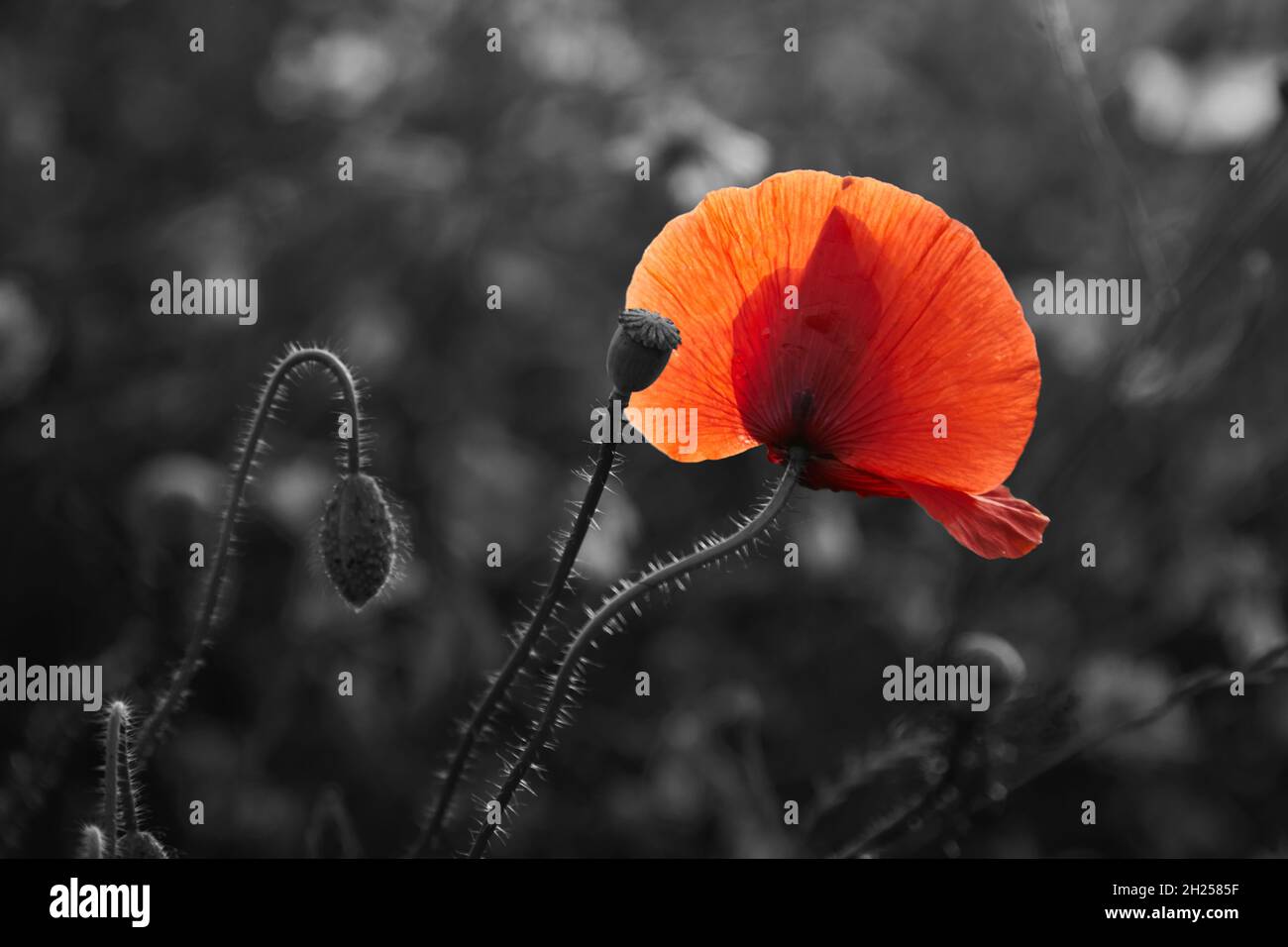 Remembrance Poppies Wallpaper