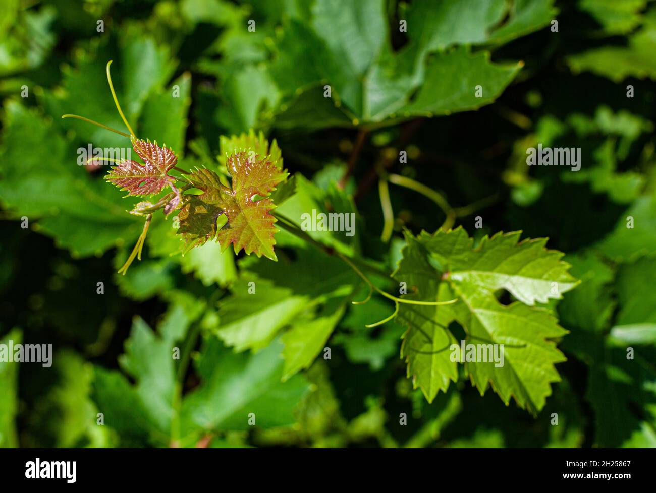 small green leaves of young wild grapes. High quality photo Stock Photo - Alamy