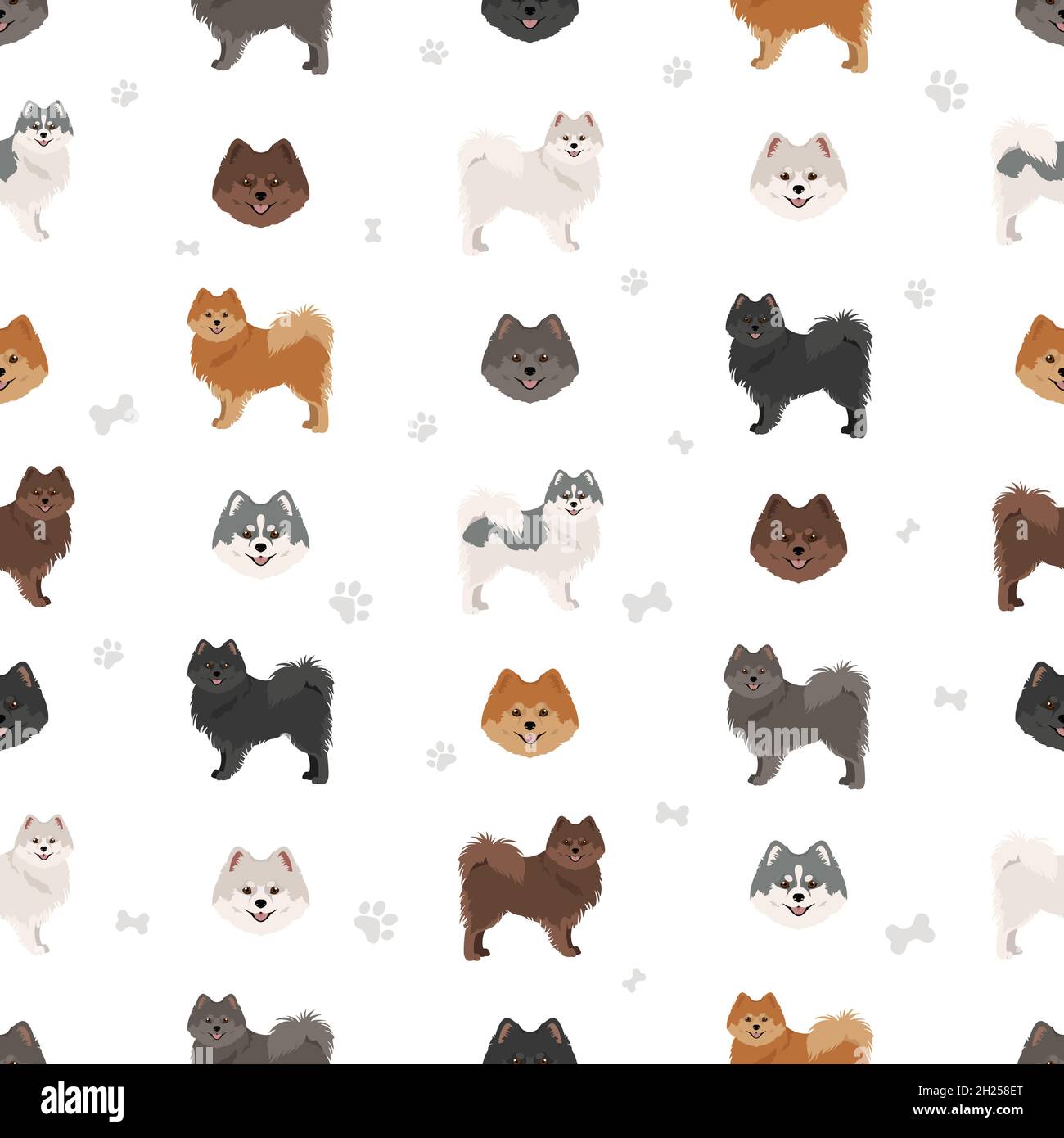 German spitz, Medium spitz seamless pattern. Different poses, coat colors set. Vector ...