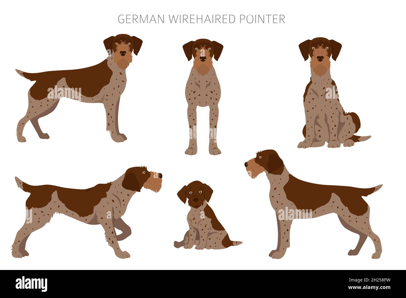 German wirehaired pointer clipart. Different poses, coat colors set ...