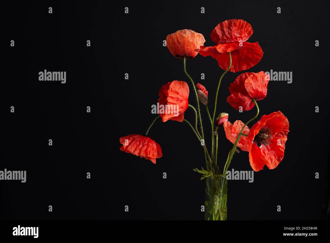 Remembrance Day greeting card. Beautiful red poppies flowers on black ...