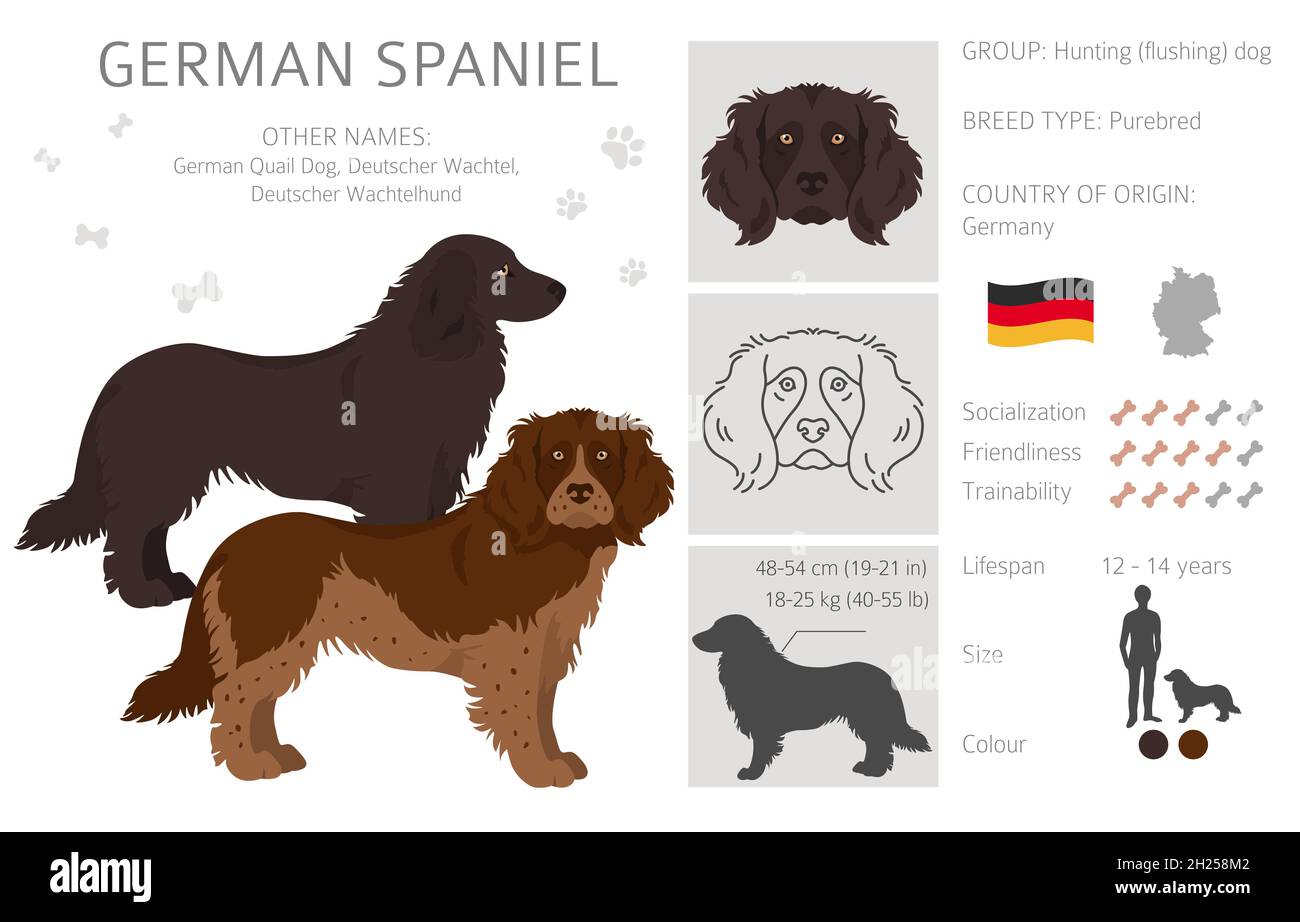 German spaniel clipart. Different poses, coat colors set. Vector ...