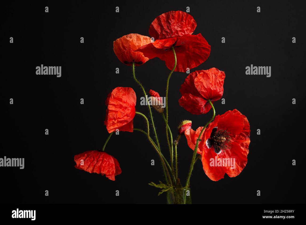 Remembrance day flower hi-res stock photography and images - Alamy