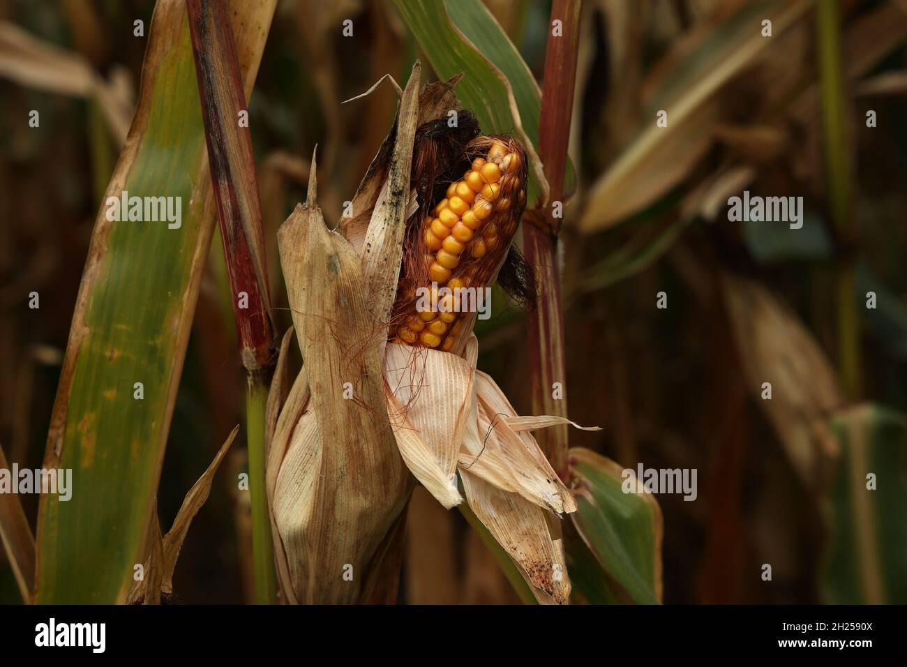 Fossil corn cob hi-res stock photography and images - Alamy