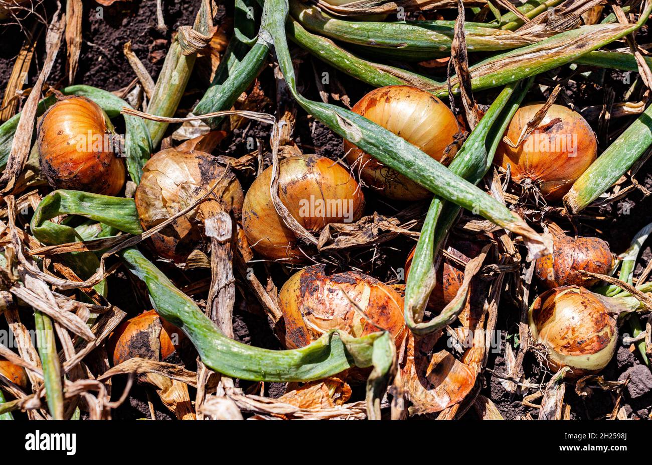 Rotten onions hi-res stock photography and images - Alamy