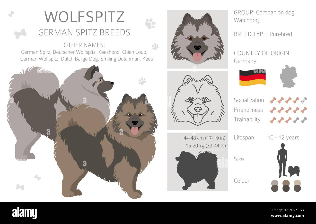 German spitz, Wolfspitz clipart. Different poses, coat colors set ...