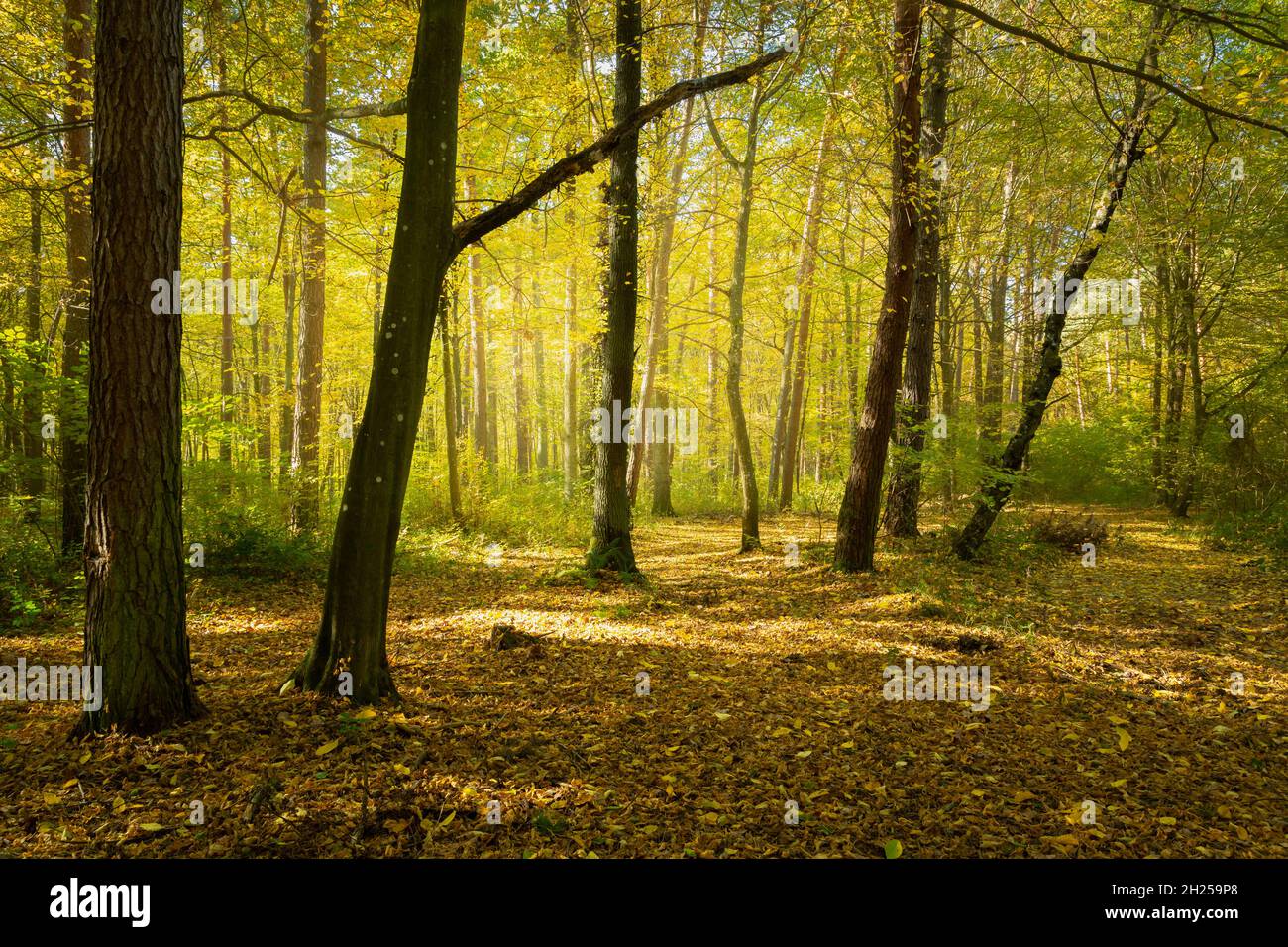 Sunlight in the autumn forest and fallen leaves, October day Stock ...