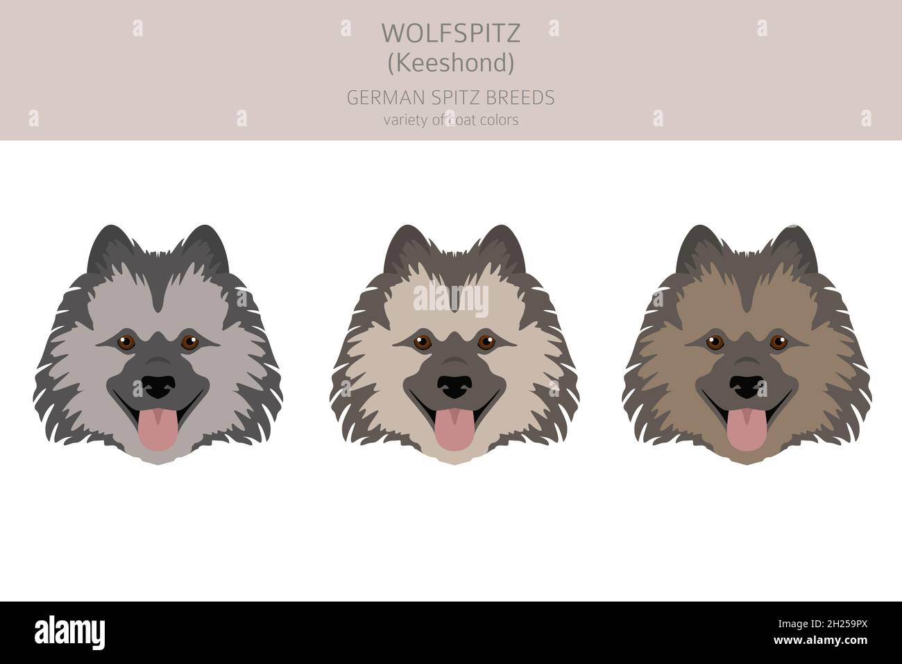 German spitz, Wolfspitz clipart. Different poses, coat colors set ...