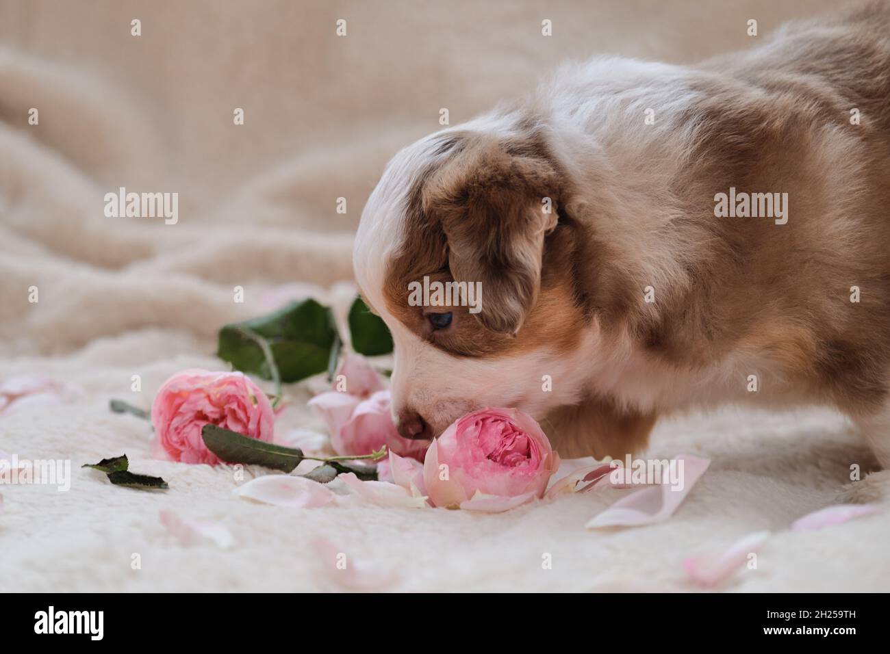 Small Australian Shepherd puppy red Merle on white fluffy soft blanket ...