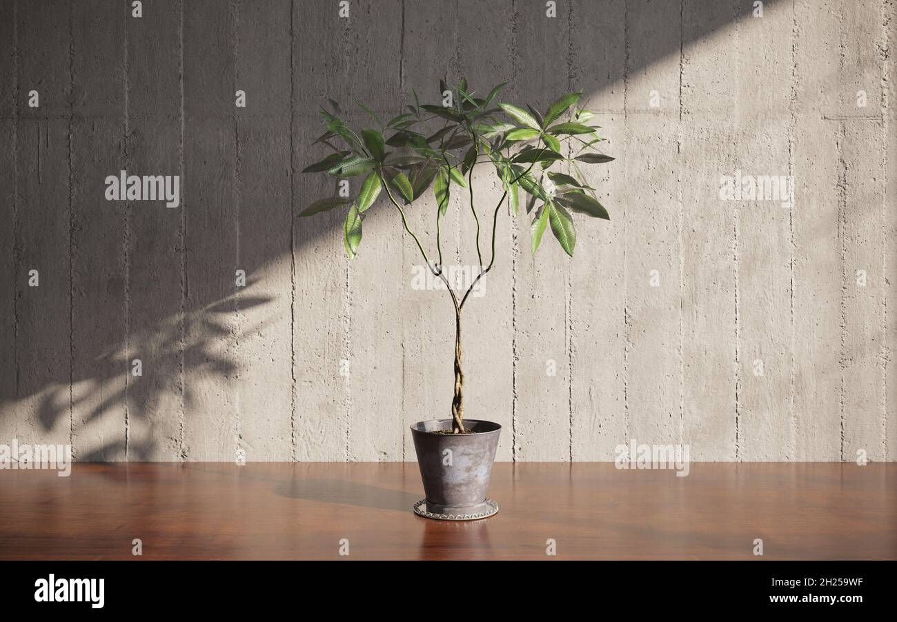 Gallery interior room with empty wall and decorative tree. Gallery ...