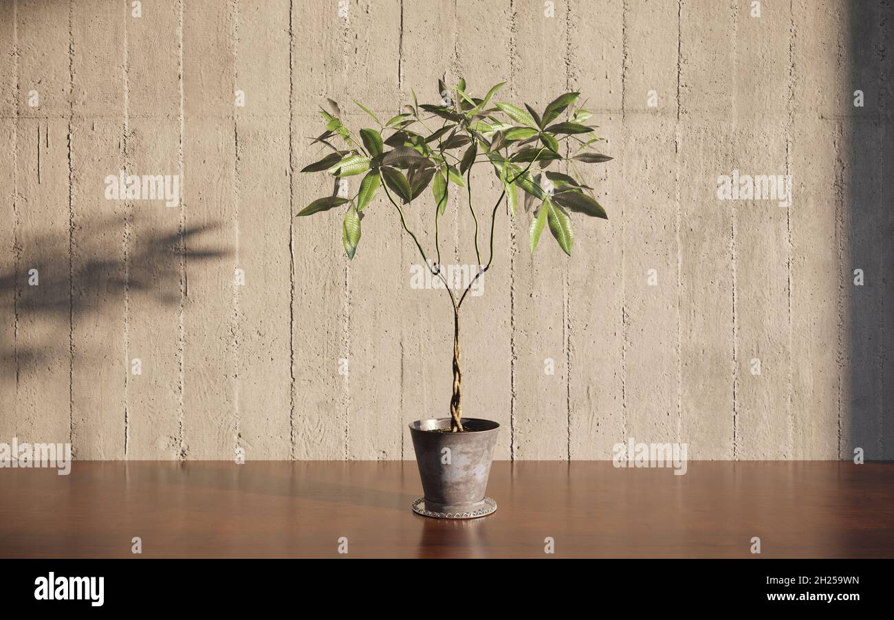 Gallery interior room with empty wall and decorative tree. Gallery ...