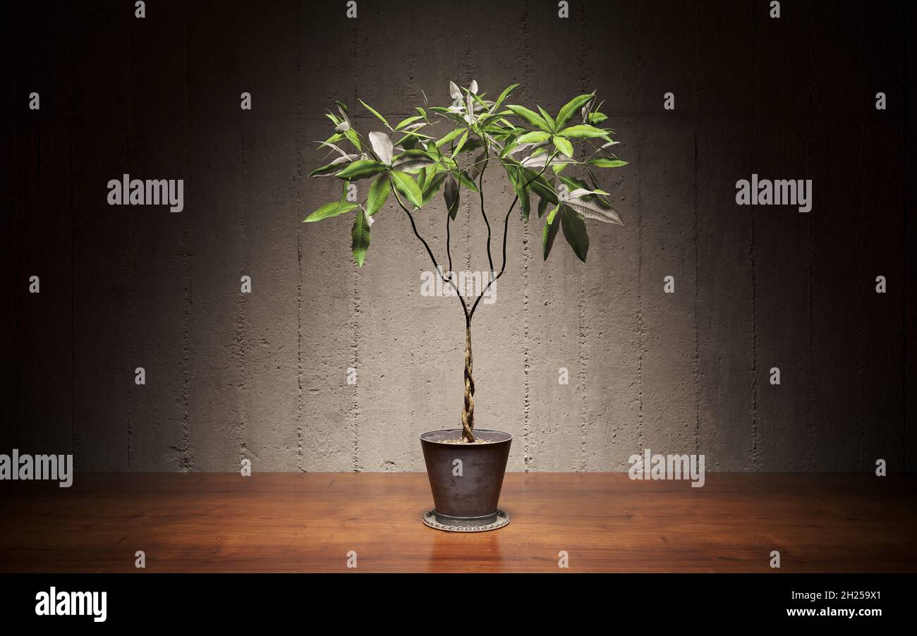 Gallery interior room with empty wall and decorative tree. Gallery ...