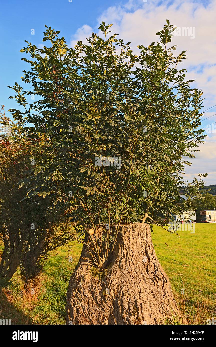 New shoots on old tree stump Stock Photo - Alamy