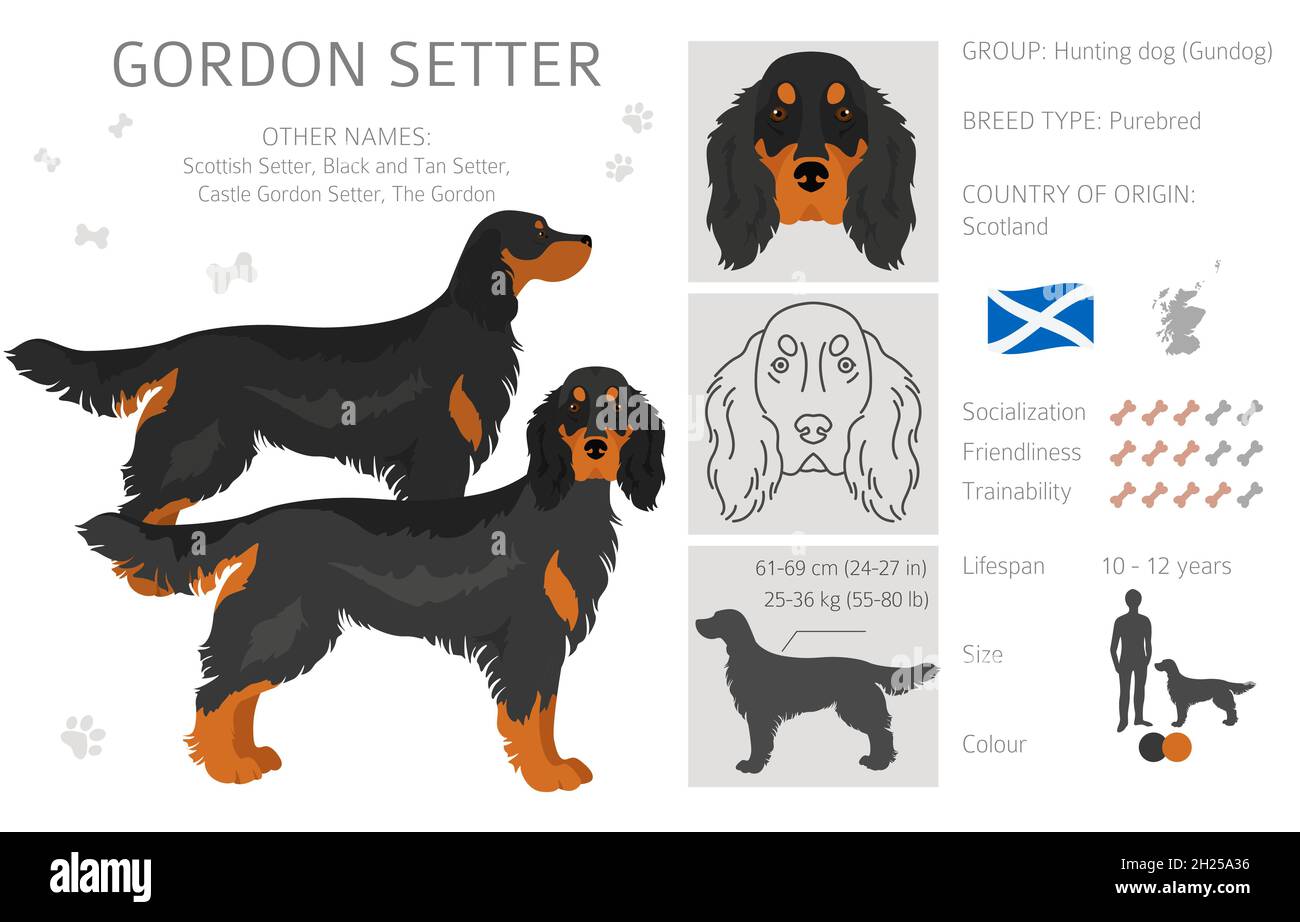 Gordon setter clipart. Different poses, coat colors set. Vector ...