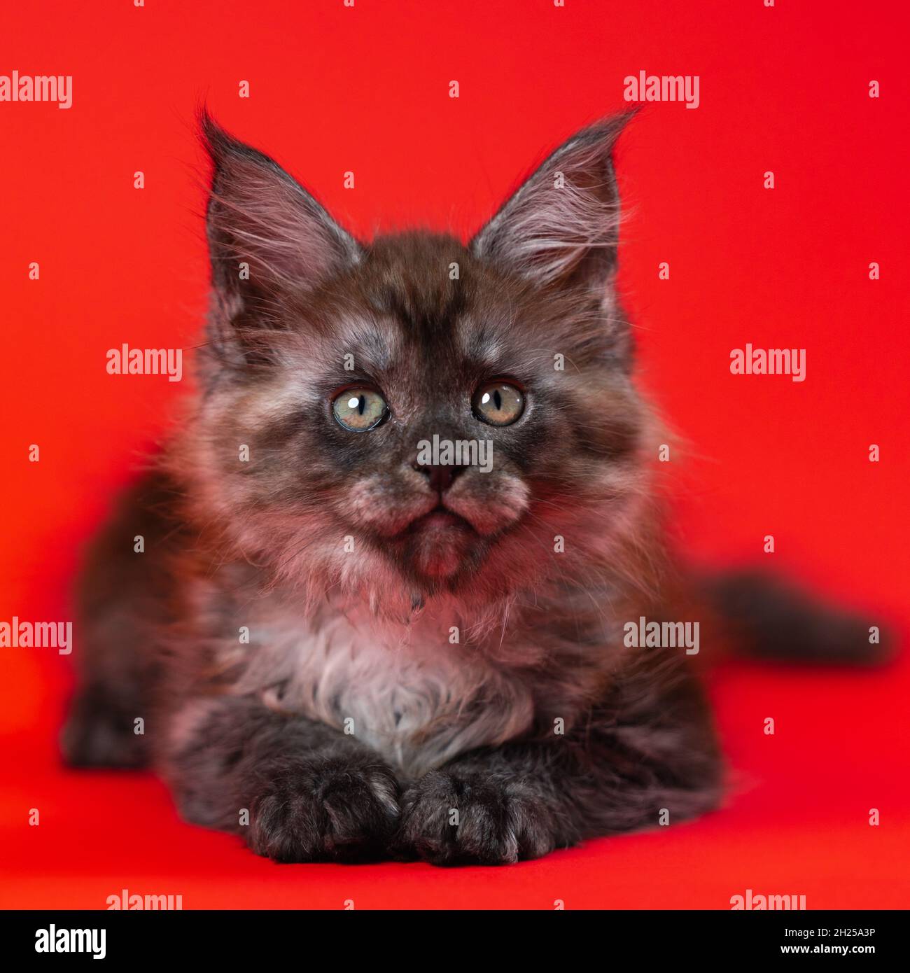 Portrait of Maine Shag Cat of color black smoke lying down on red ...