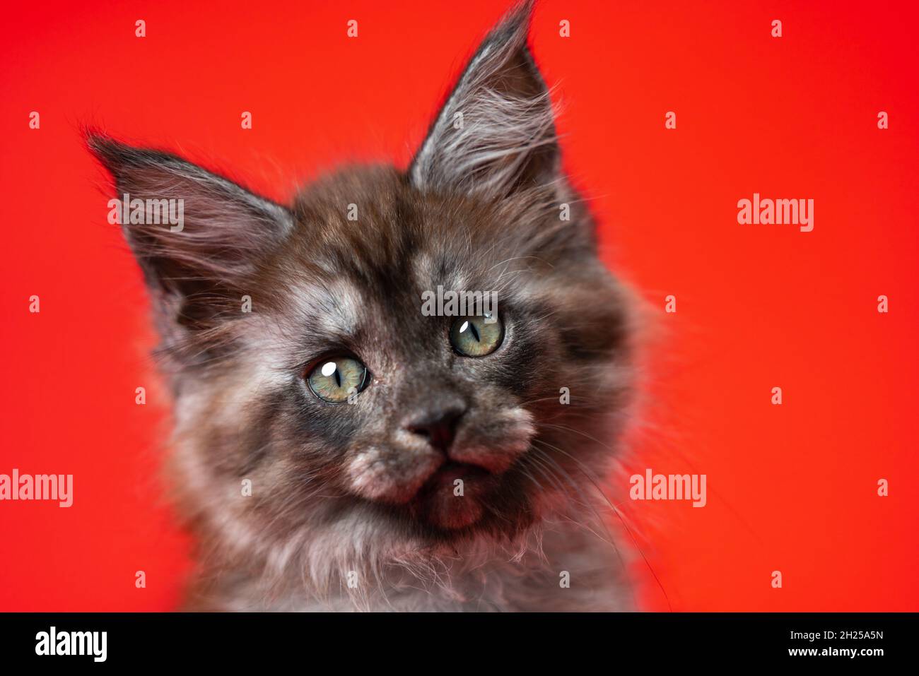 Head of longhaired female Coon Cat two month old with fluffy fur of ...