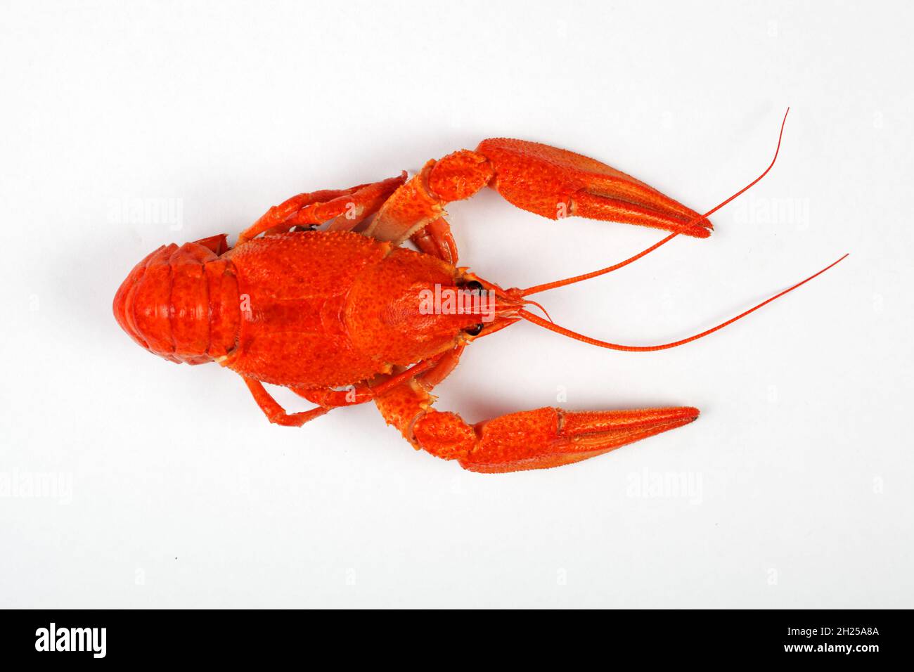 boiled red crayfish isolated on white background, top view Stock Photo ...