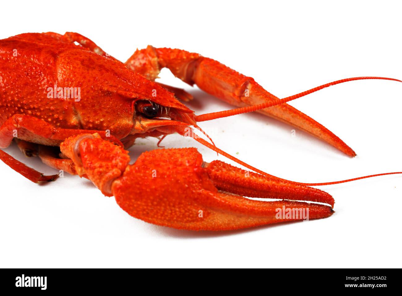 boiled red crayfish isolated on white background Stock Photo - Alamy