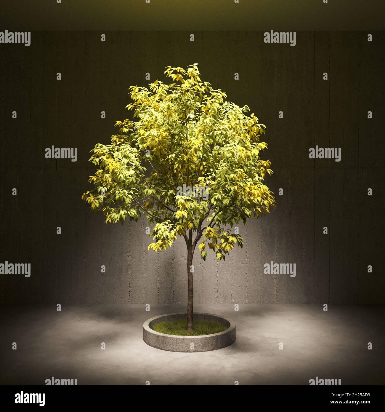 Gallery interior room with empty wall and decorative tree. Gallery ...