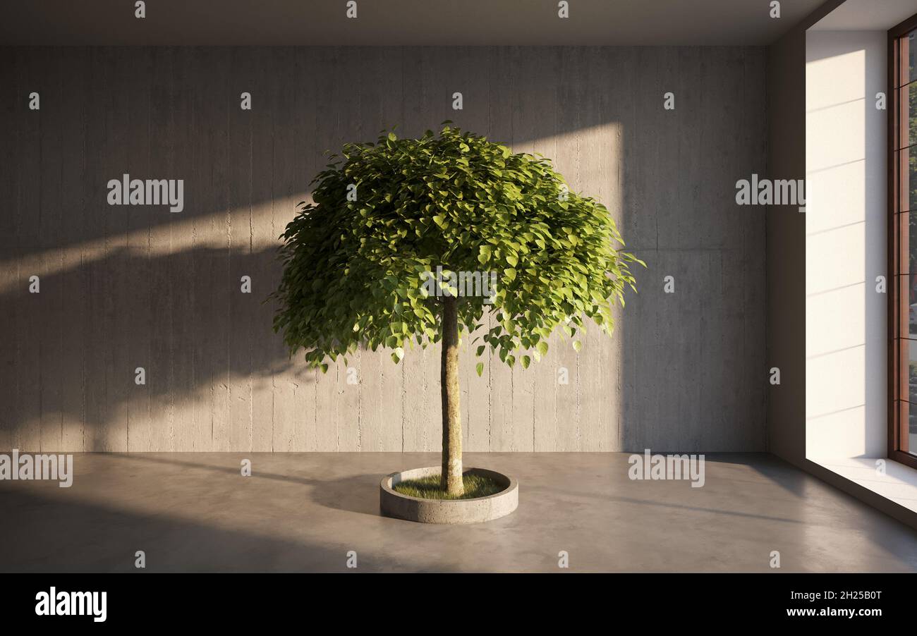 Gallery interior room with empty wall and decorative tree. Gallery ...
